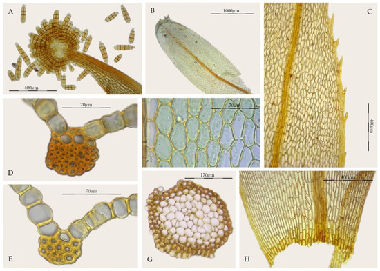 Advances in Research with Bryophytes