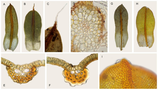 Advances in Research with Bryophytes