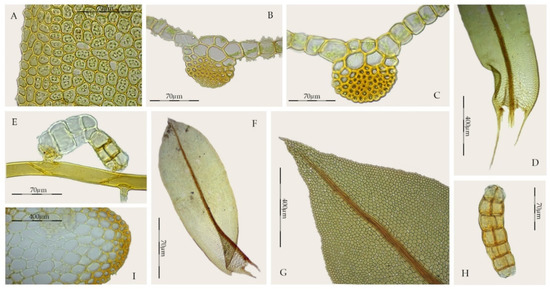 Circumscription and Phylogenetic Position of Two Propagulose Species of ...