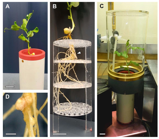 In Vivo Imaging and Quantification of Carbon Tracer Dynamics in ...