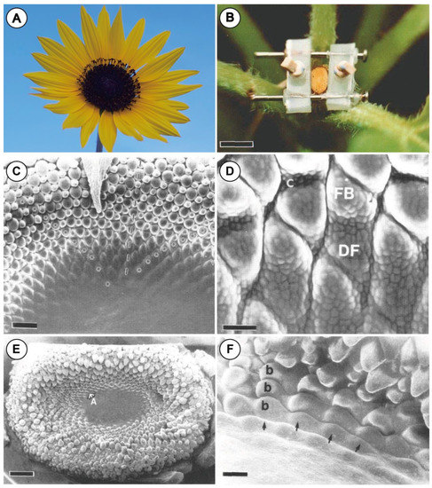 Plants | Free Full-Text | Mechanical Forces in Floral Development