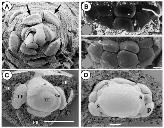 Mechanical Forces in Floral Development