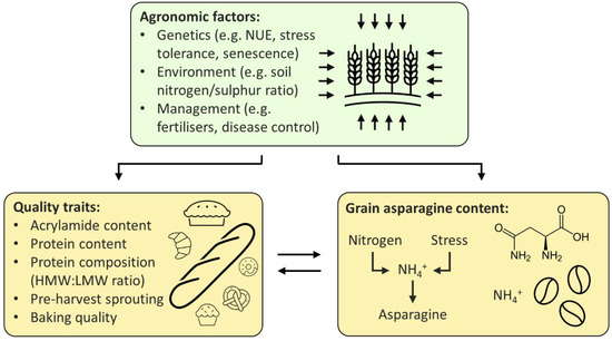 Understanding the Relationships between Free Asparagine in Grain and ...