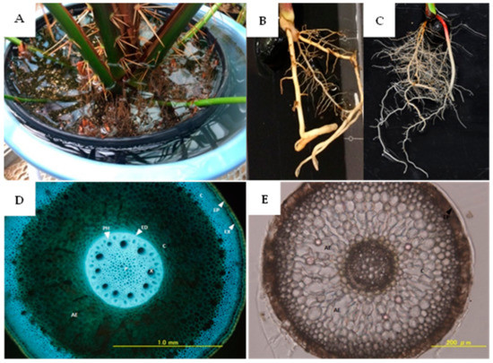 Waterlogged Conditions Influence the Nitrogen, Phosphorus, Potassium ...