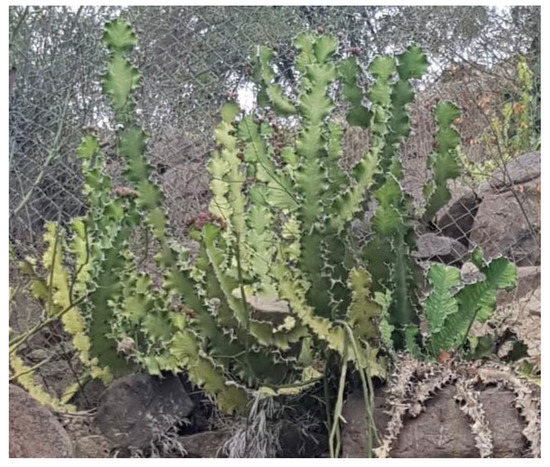 Euphocactoside, a New Megastigmane Glycoside from Euphorbia cactus ...