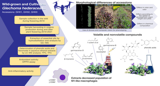 Plants | Free Full-Text | Wild-Grown and Cultivated Glechoma hederacea ...