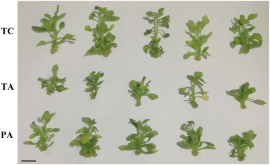 Enduring Effect of Antibiotic Timentin Treatment on Tobacco In Vitro ...