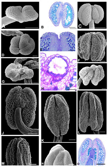 Evolution of the Anther Gland in Early-Branching Papilionoids (ADA ...
