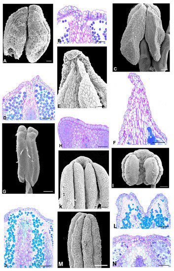 Evolution of the Anther Gland in Early-Branching Papilionoids (ADA ...