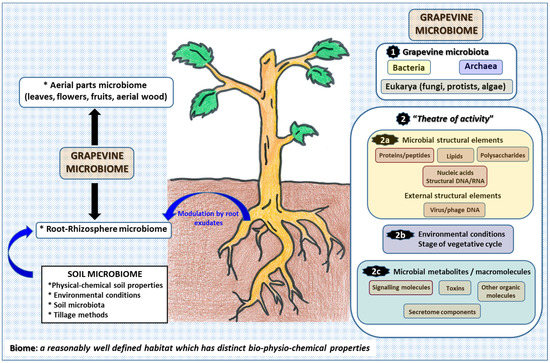 Plants | Free Full-Text | The Grapevine Microbiome to the Rescue ...
