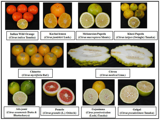 Metabolic Diversity of Flavonoids and Antioxidant Potential for ...