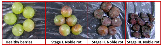 Redox and Hormonal Changes in the Transcriptome of Grape (Vitis ...