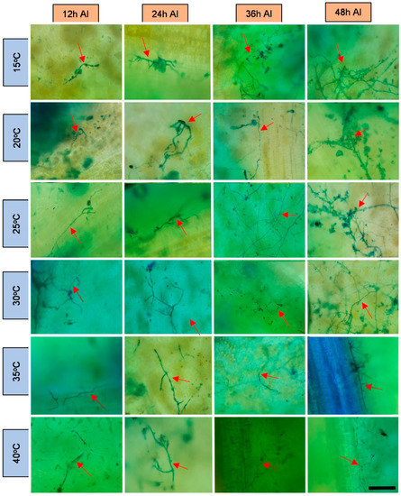Monitoring Colletotrichum Colonization and Reproduction in Different ...