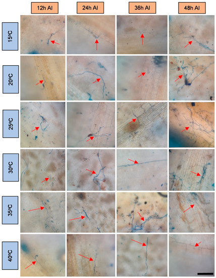 Monitoring Colletotrichum Colonization and Reproduction in Different ...