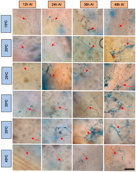 Monitoring Colletotrichum Colonization and Reproduction in Different ...