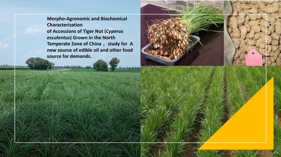 Plants | Free Full-Text | Morpho-Agronomic and Biochemical ...