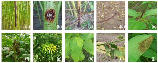 YOLO-JD: A Deep Learning Network for Jute Diseases and Pests Detection ...