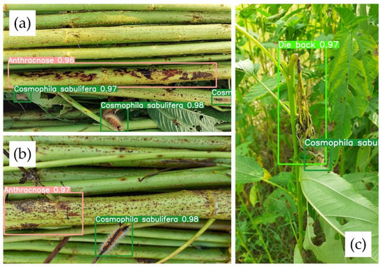 YOLO-JD: A Deep Learning Network for Jute Diseases and Pests Detection ...