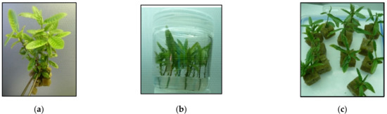 Plants | An Open Access Journal from MDPI