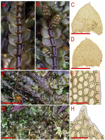 Plants | An Open Access Journal from MDPI