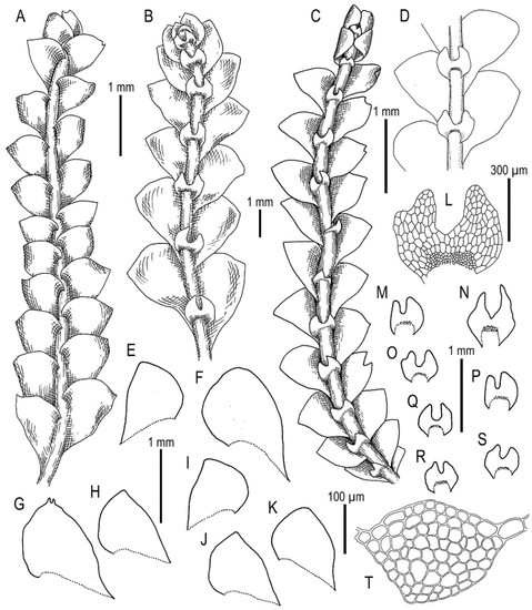 Plants | An Open Access Journal from MDPI