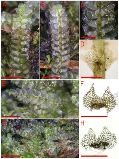 Plants | An Open Access Journal from MDPI