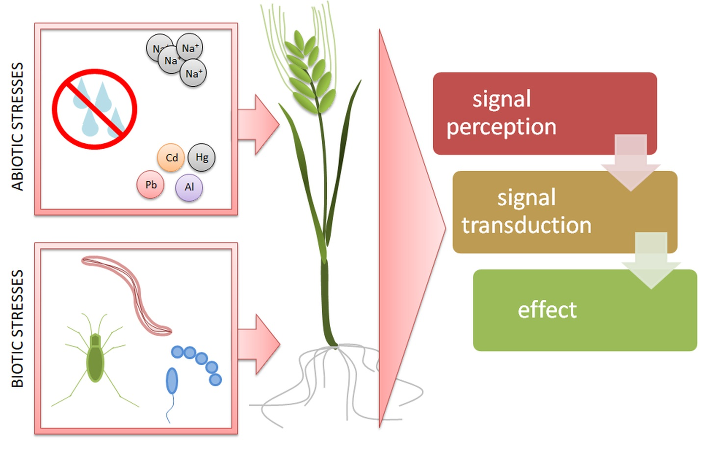 Plants | Free Full-Text | Signal Transduction in Cereal Plants ...