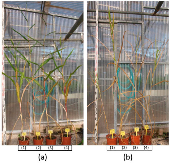 Plants | Special Issue : Young Investigators in Plant Sciences