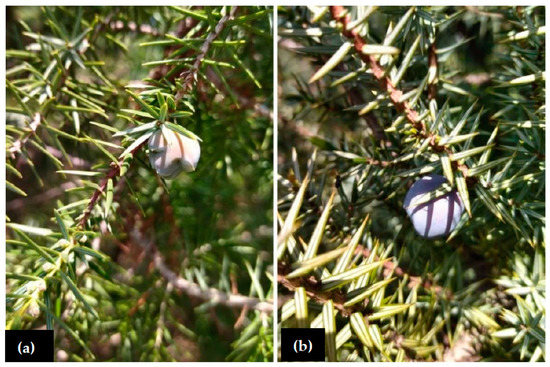 Essential Oils and Extracts of Juniperus macrocarpa Sm. and Juniperus ...