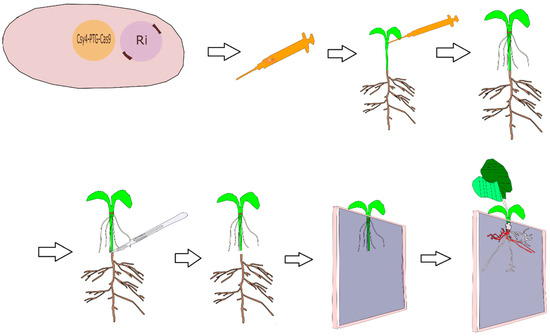Plants | Free Full-Text | CRISPR/Cas9 in Planta Hairy Root ...