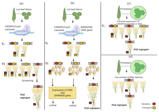 Novel Plant Breeding Techniques Shake Hands with Cereals to Increase ...