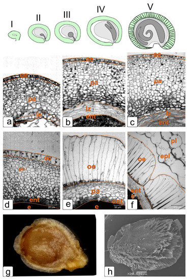 Morphological and Structural Details of Tomato Seed Coat Formation: A ...
