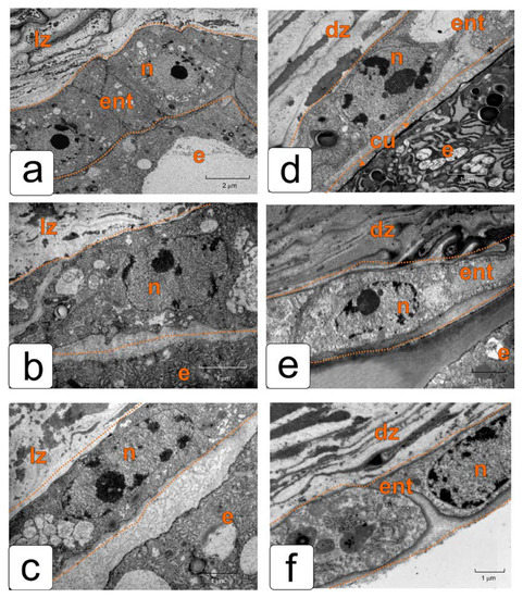 Morphological and Structural Details of Tomato Seed Coat Formation: A ...