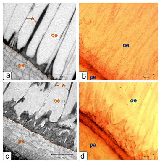 Morphological and Structural Details of Tomato Seed Coat Formation: A ...