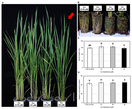Exogenous Copper Application for the Elemental Defense of Rice Plants ...