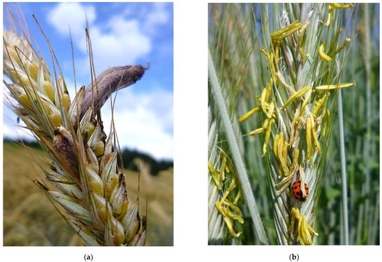 Effective Pollen-Fertility Restoration Is the Basis of Hybrid Rye ...