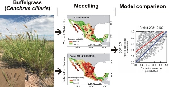 Plants | Free Full-Text | Distribution Patterns of Invasive Buffelgrass ...
