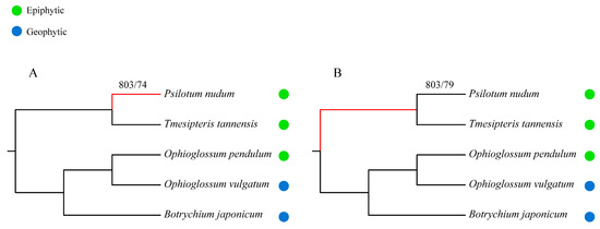 Analysis of Comparative Transcriptome and Positively Selected Genes ...