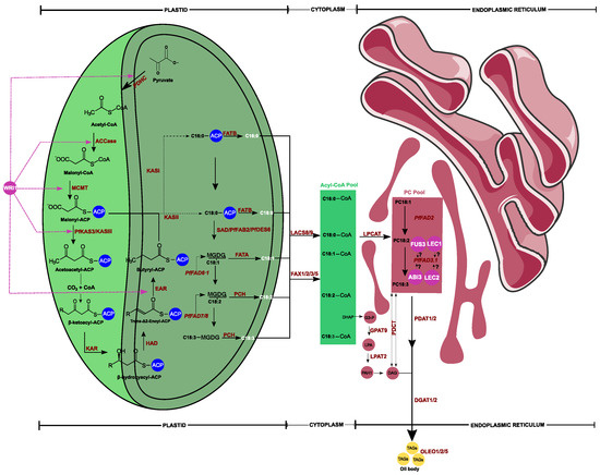 Fatty Acid Synthesis Pathway Diagram