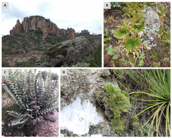 Exploring the High Variability of Vegetative Desiccation Tolerance in ...