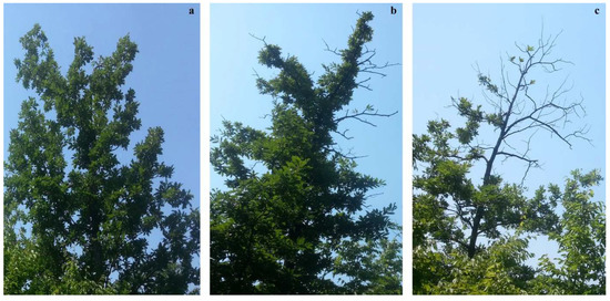 Impact of an Extremely Dry Period on Tree Defoliation and Tree ...