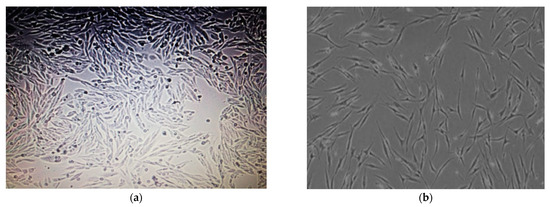 Cytotoxic and Genotoxic Evaluation of Biosynthesized Silver Nanoparticles Using Moringa oleifera ...