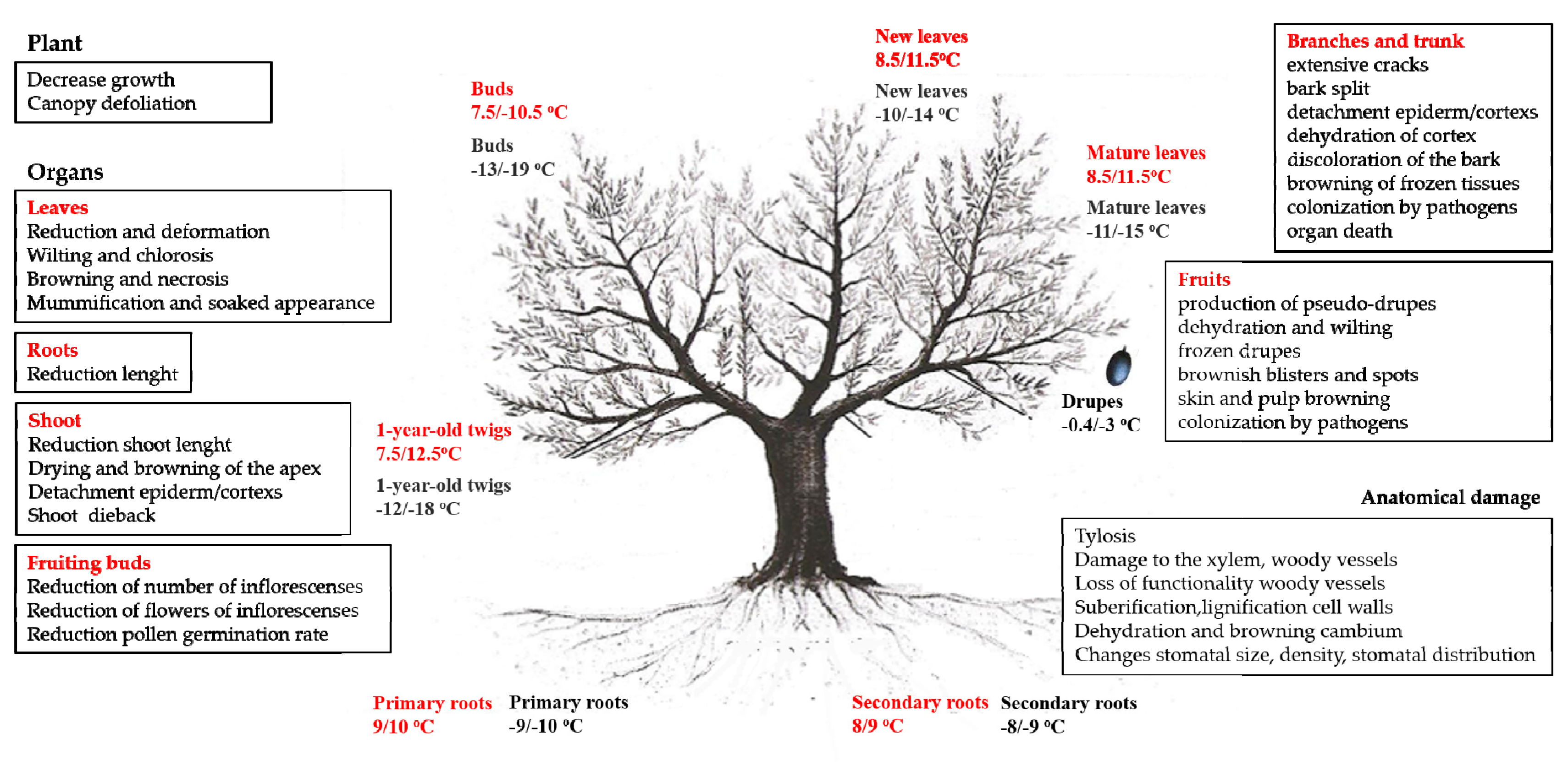 Cold Stress, Freezing Adaptation, Varietal Susceptibility of Olea ...