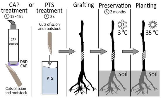Enhancement of the Plant Grafting Technique with Dielectric Barrier ...