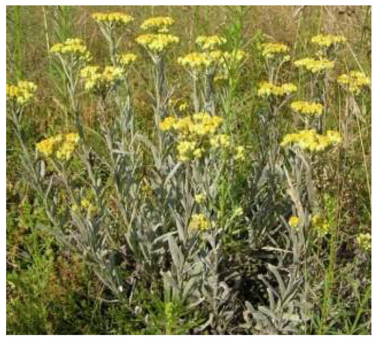 Helichrysum Genus and Compound Activities in the Management of Diabetes ...