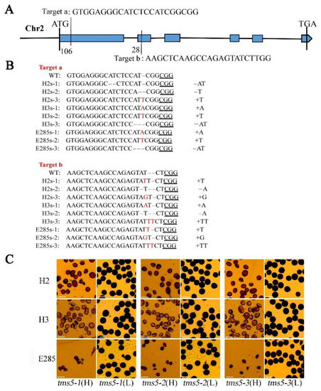 Thermo-Sensitive Genic Male Sterile Lines of Neo-Tetraploid Rice ...