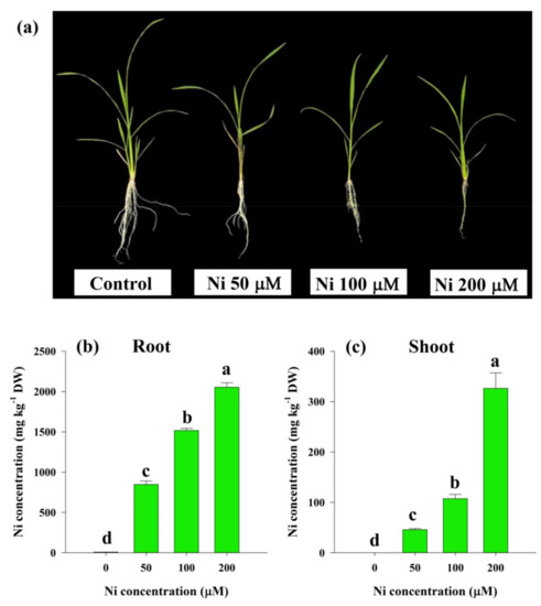Nitrogen Deficiency In Rice Plants