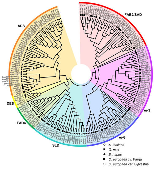 Genome-Wide Identification and Functional Differentiation of Fatty Acid ...
