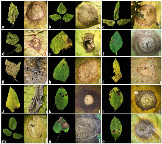 Identification and Pathogenicity of Paramyrothecium Species Associated ...