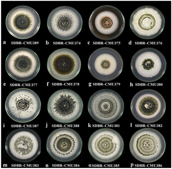 Identification and Pathogenicity of Paramyrothecium Species Associated ...